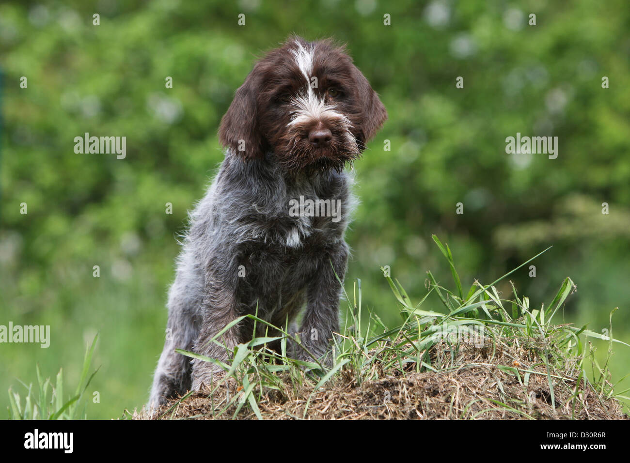 Dog Wirehaired Pointing Griffon / Korthals Griffon puppy standing on ...