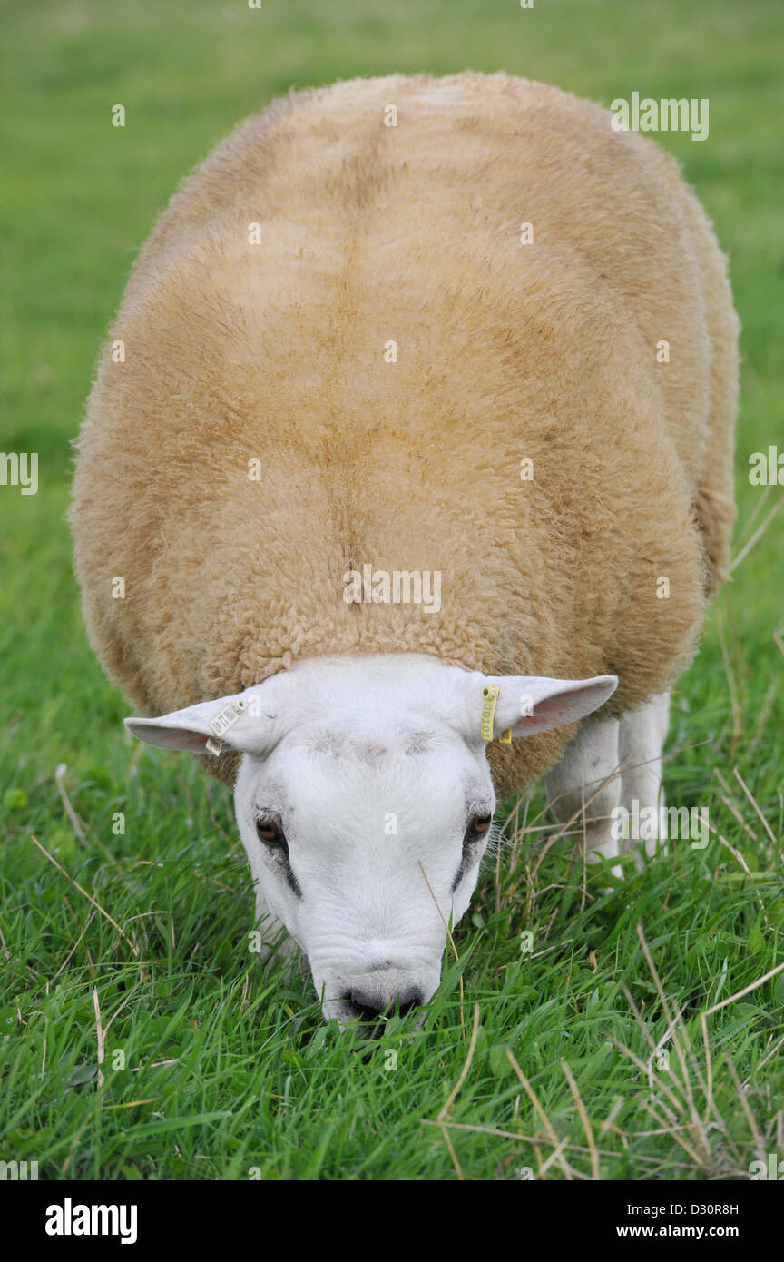 Texel ram lamb grazing fresh grass Stock Photo - Alamy