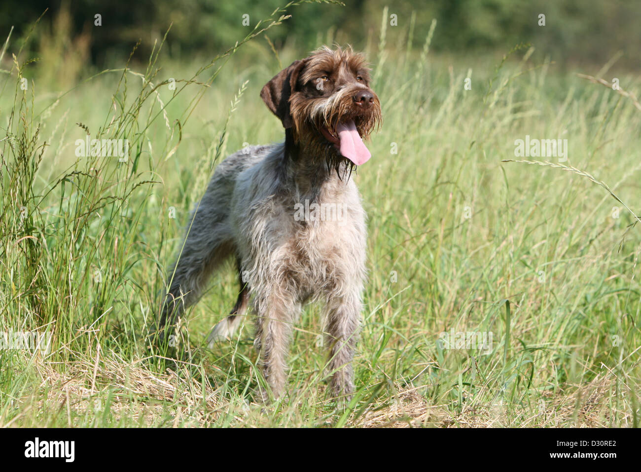 Dog Wirehaired Pointing Griffon / Korthals Griffon adult standing in a ...