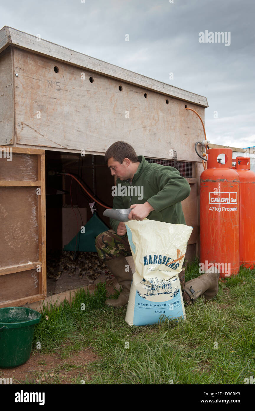 Gamekeeper feeding day old pheasant chicks in a rearing shed on a ...