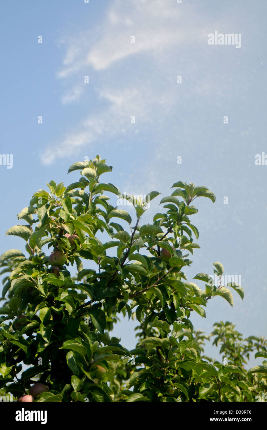 Tall spindle apple tree with spray irrigation Stock Photo - Alamy