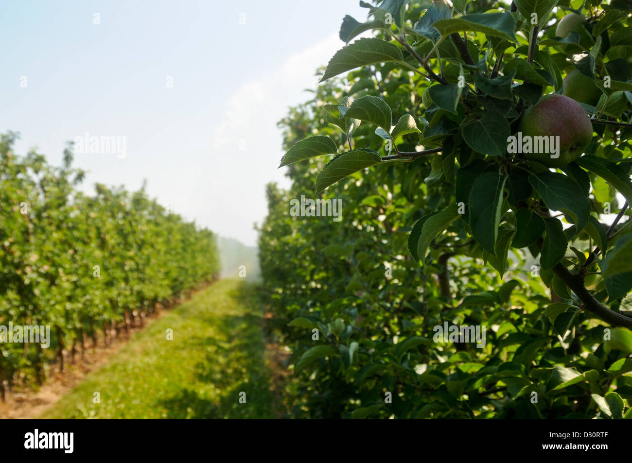 Tall spindle apple tree orchard with spray irrigation Stock Photo - Alamy
