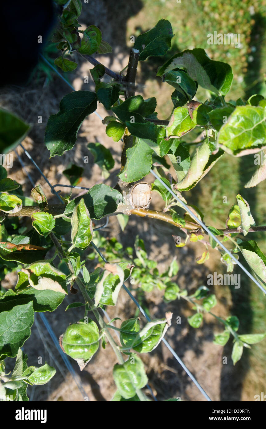 Tall spindle apple tree with wire Stock Photo - Alamy