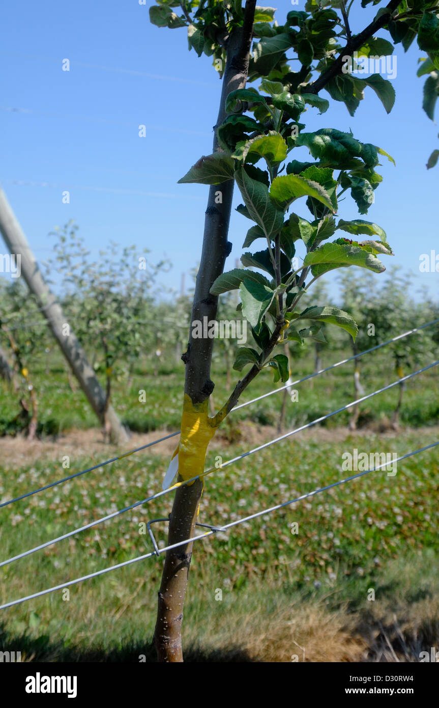 Tall spindle apple tree in orchard Stock Photo - Alamy