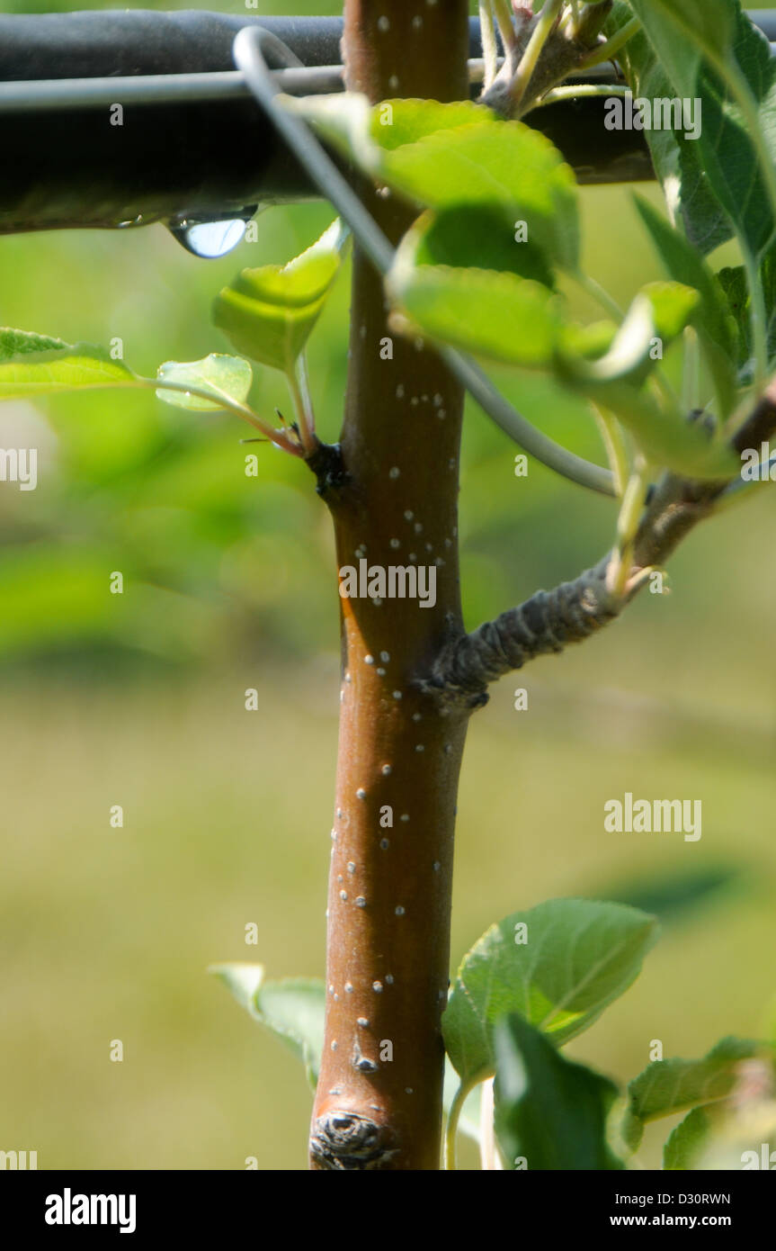 Tall spindle apple tree with drip irrigation Stock Photo - Alamy