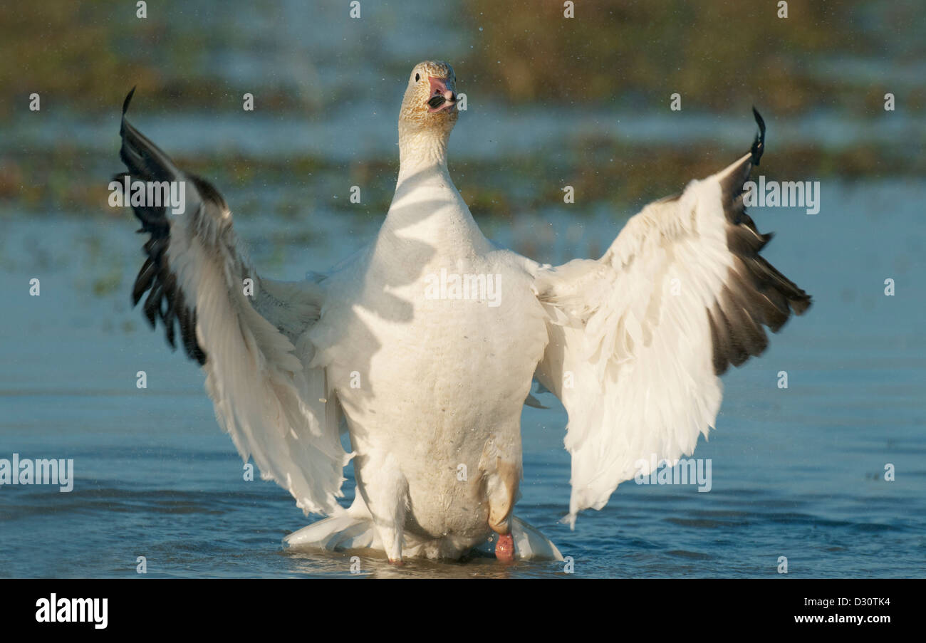 Snow Geese (Chen caerulescens), Winter, Skagit River Delta, Washington ...