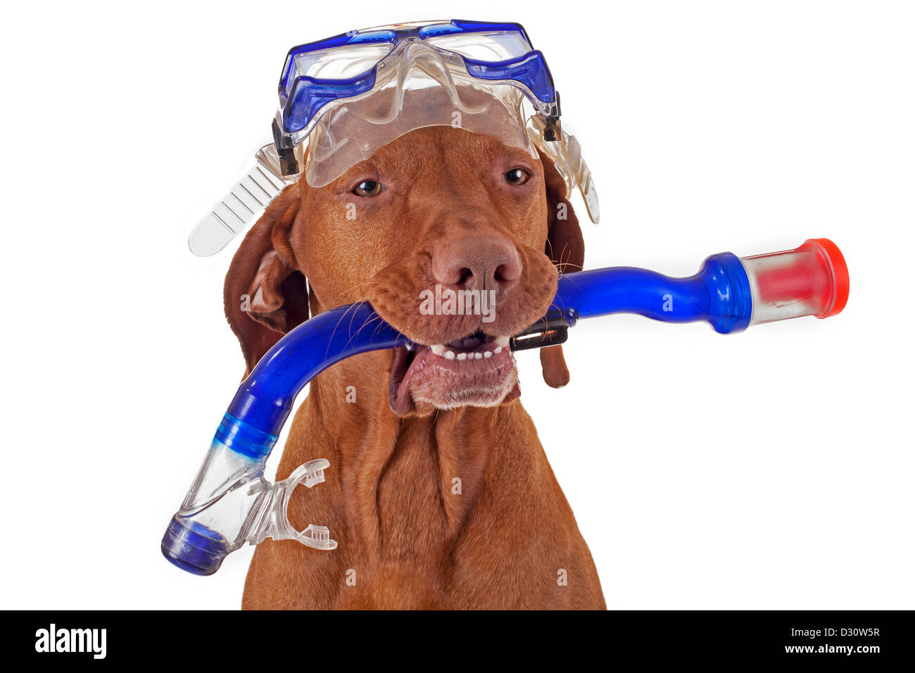 golden hunting dog with snorkel on white background Stock Photo - Alamy