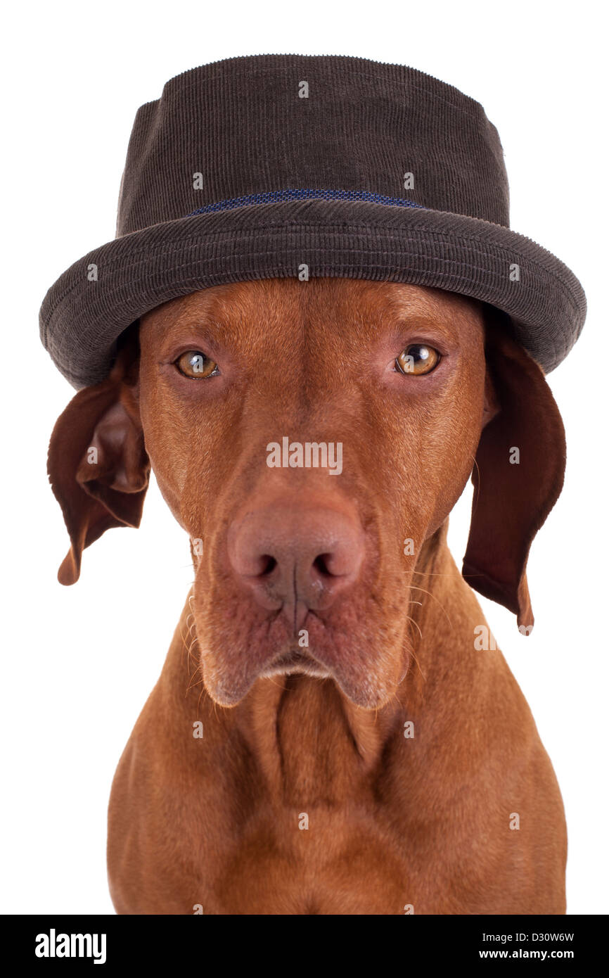 Hungarian Vizsla hunting dog wearing a corduroy hat on white background ...