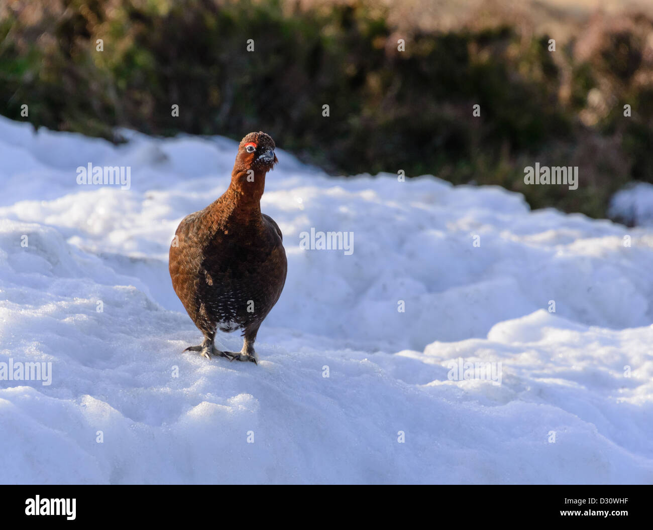Scottish red grouse hi-res stock photography and images - Alamy