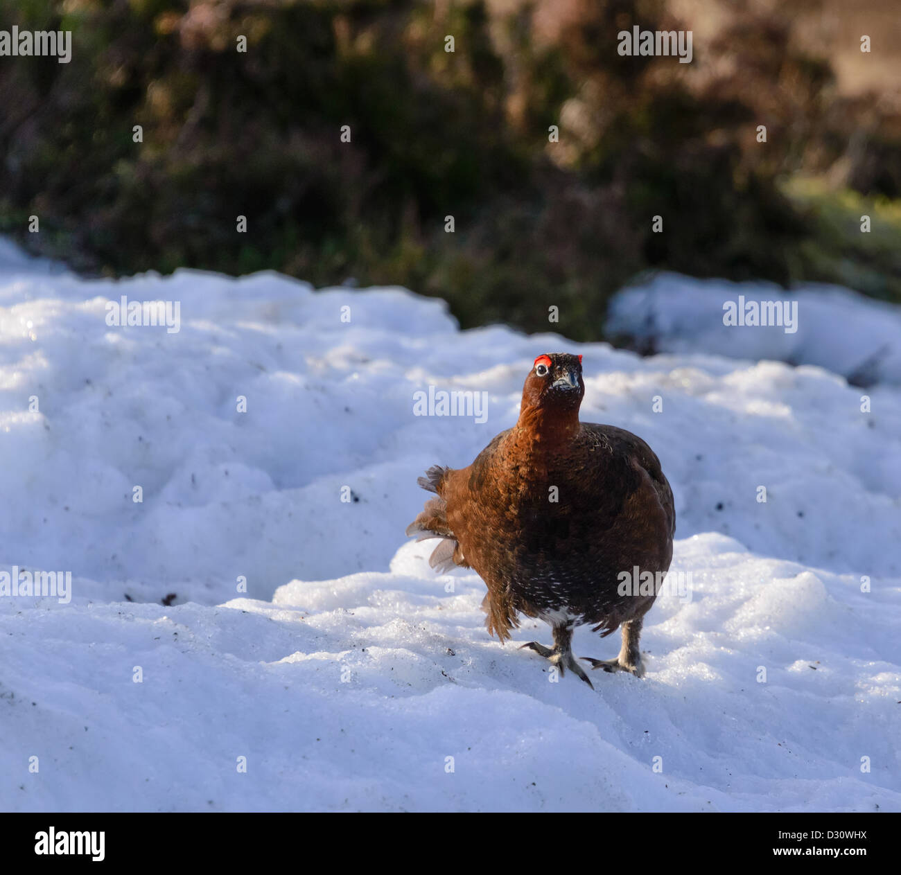 Male Red Grouse in snow, Lammermuir Hills, Scotland, winter Stock Photo ...