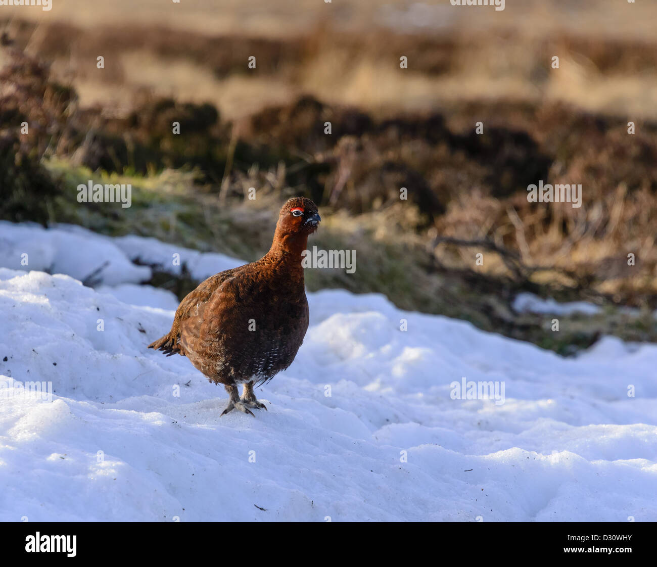 Male Red Grouse in snow, Lammermuir Hills, Scotland, winter Stock Photo ...