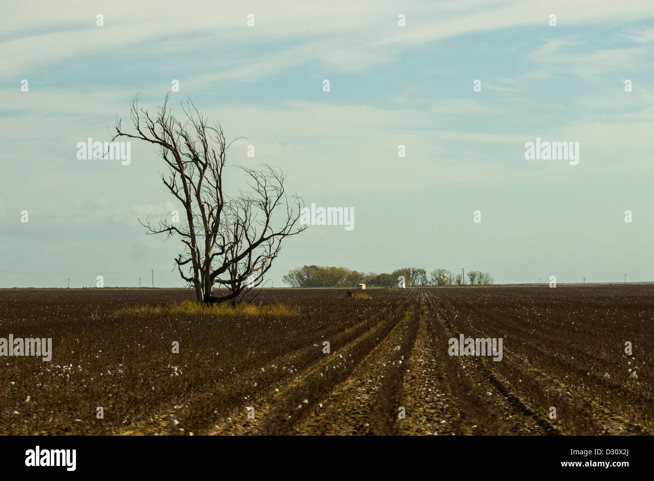 Cotton field hi-res stock photography and images - Alamy