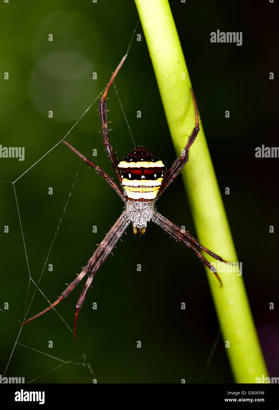 A colorful spider building a web. Sarawak, Borneo, Malaysia Stock Photo ...