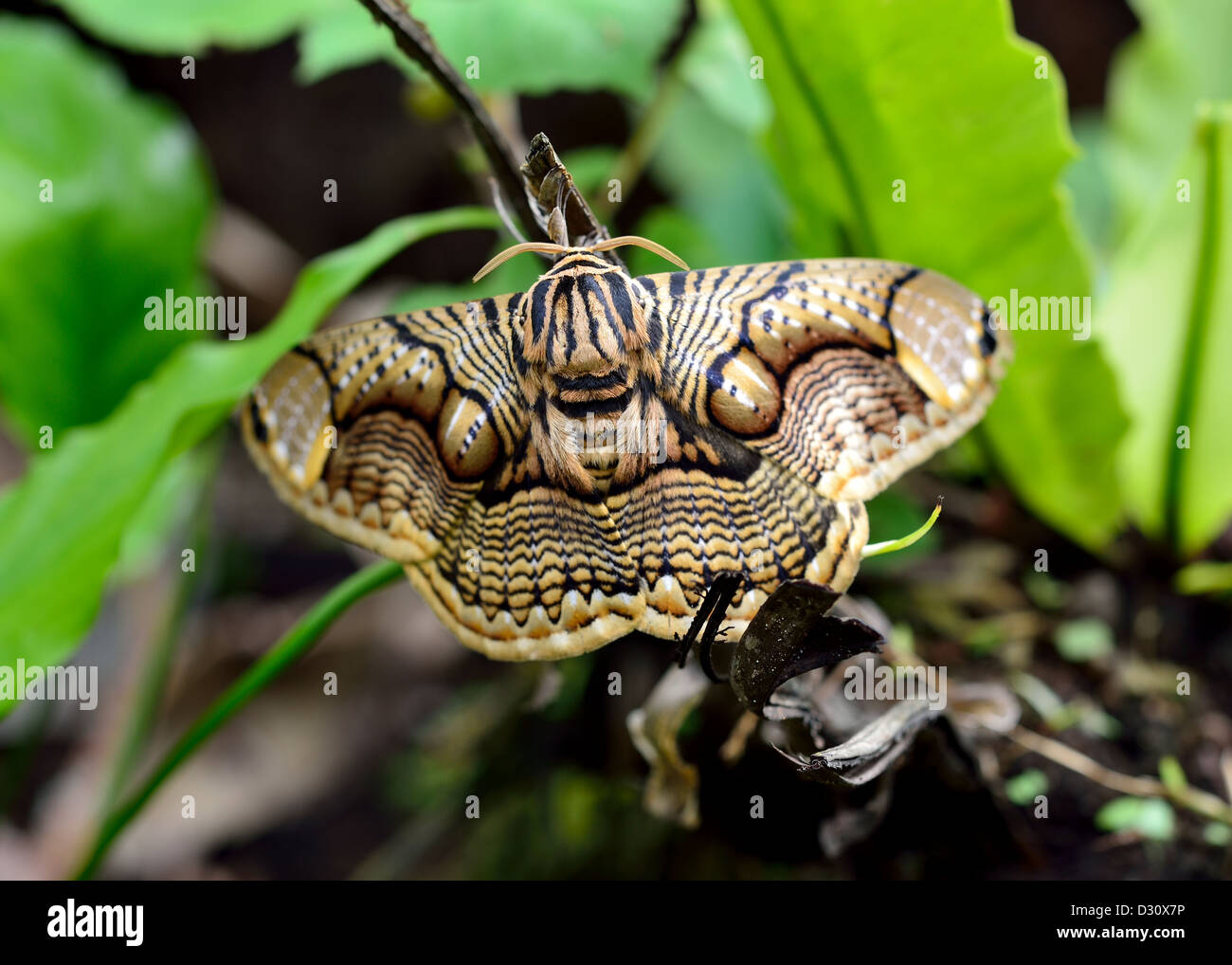 A moth (Brahmaea hearseyi) with fancy pattern. Sarawak, Borneo ...