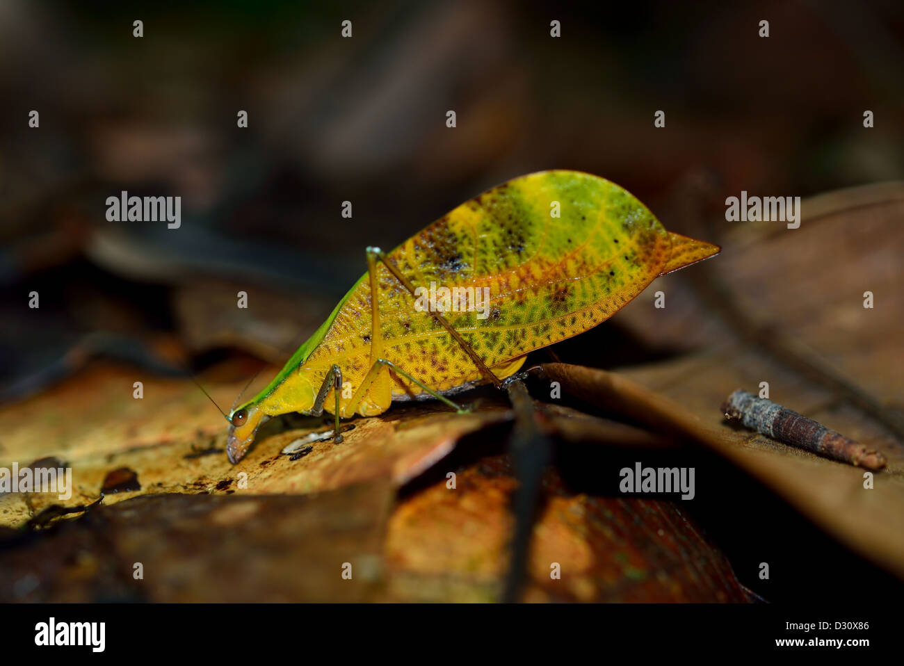 A camouflaged leaf insect (Leptoderes ornatipennis). Sarawak, Borneo ...