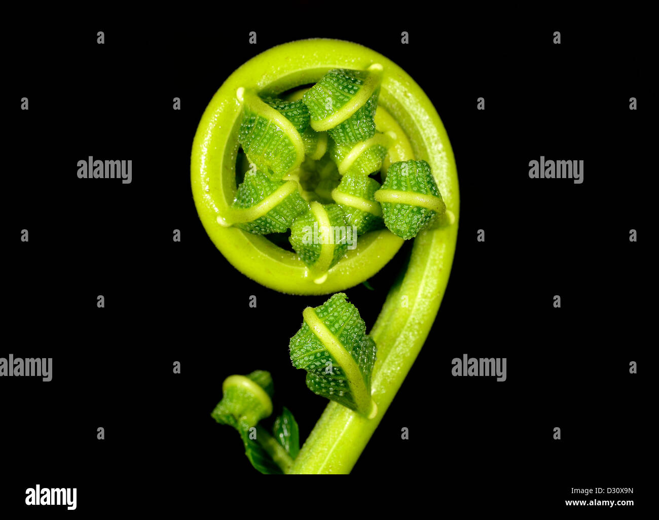 Curled asia hi-res stock photography and images - Alamy