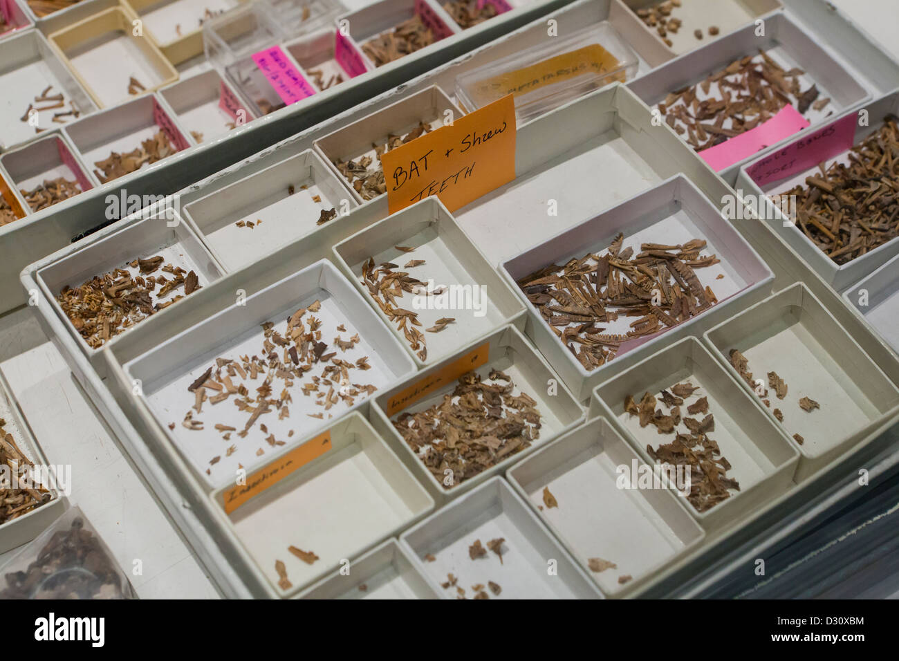 Fossil bones not dinosaur hi-res stock photography and images - Alamy