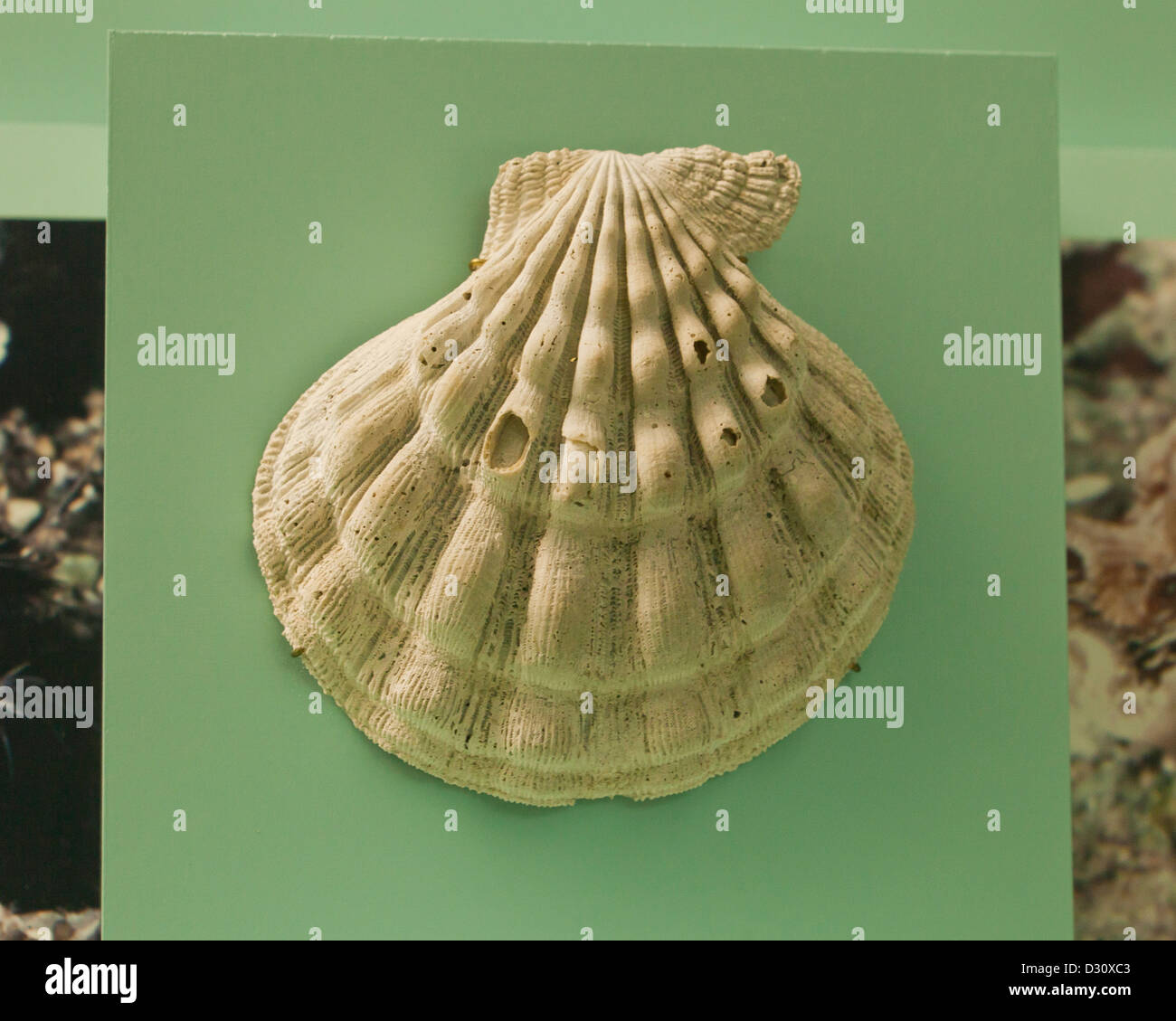 Nodipecten nodosus hi-res stock photography and images - Alamy