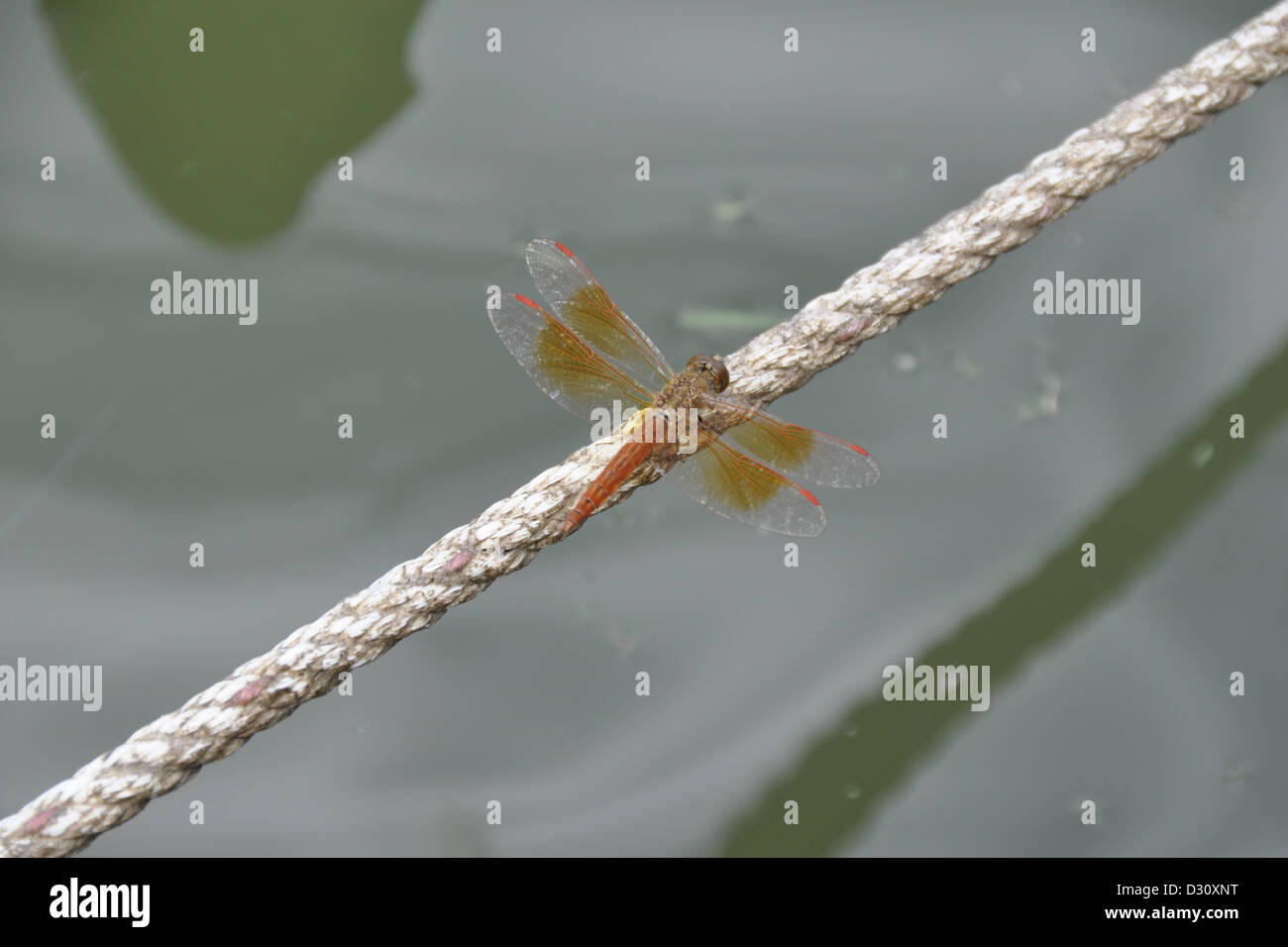 Flame Skimmer (Libellula saturata Stock Photo - Alamy