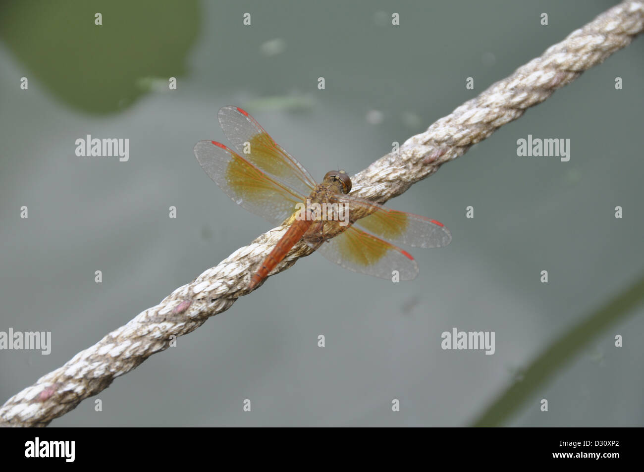 Flame Skimmer (Libellula saturata Stock Photo - Alamy