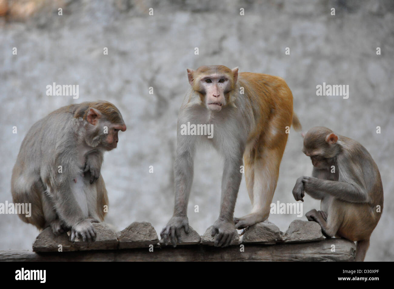 Macaque, Rhesus (Macaca mulatta Stock Photo - Alamy