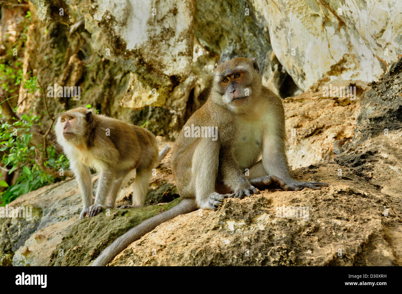 Macaque, Rhesus (Macaca mulatta Stock Photo - Alamy