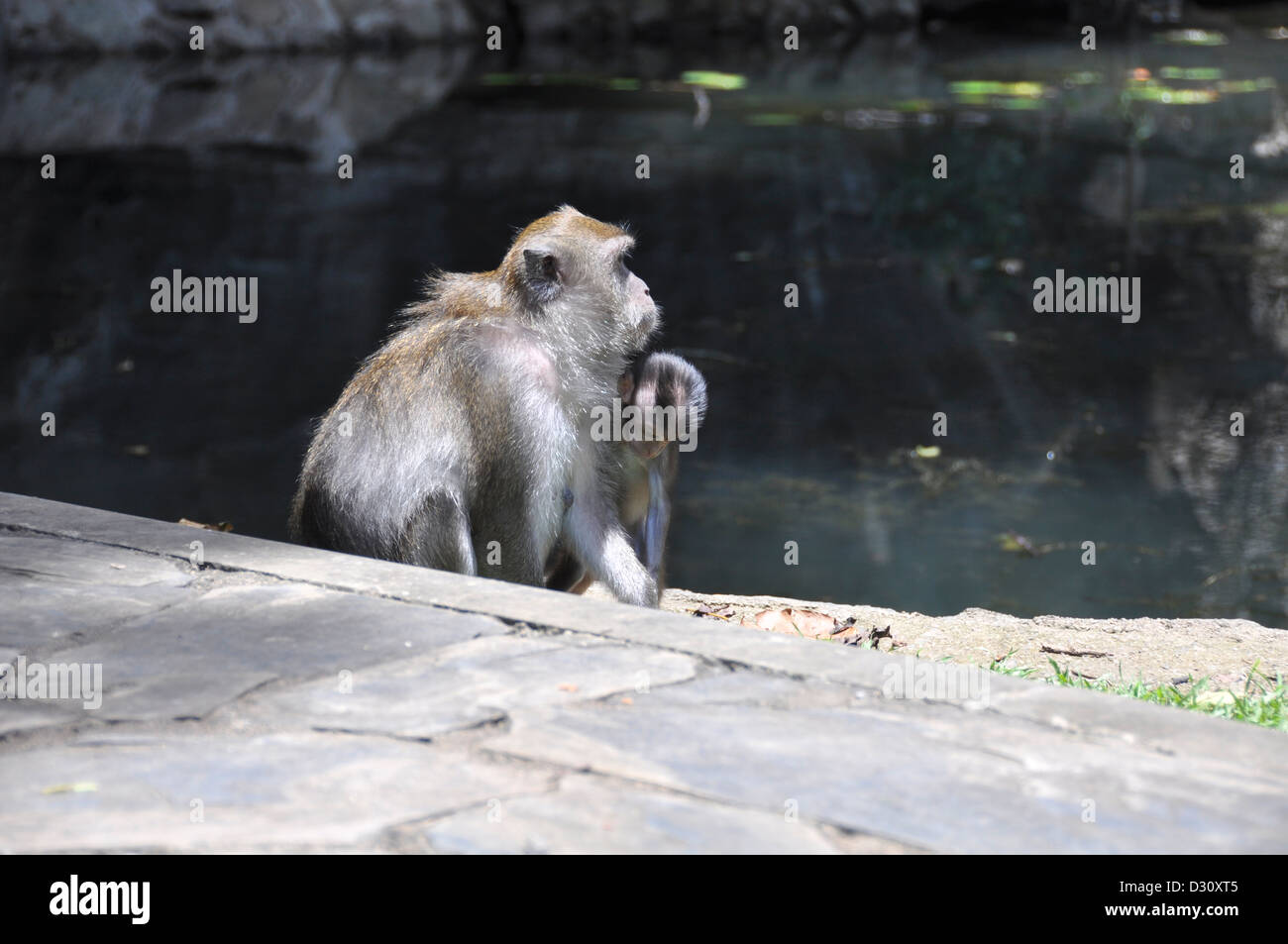 Rhesus macaca mulatta hi-res stock photography and images - Alamy