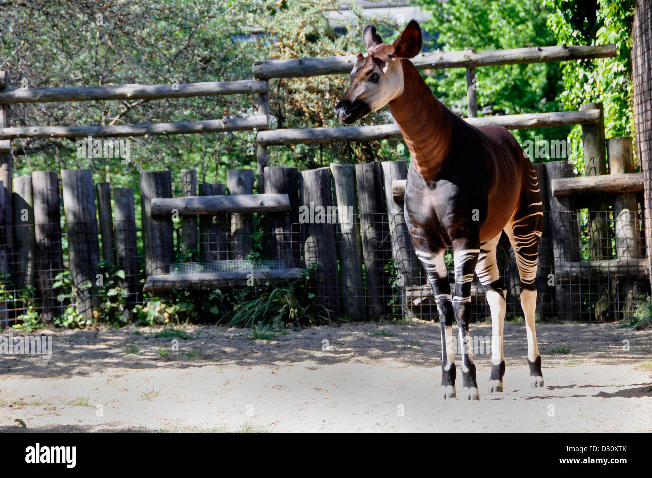 Okapi (Okapia johnstoni Stock Photo - Alamy