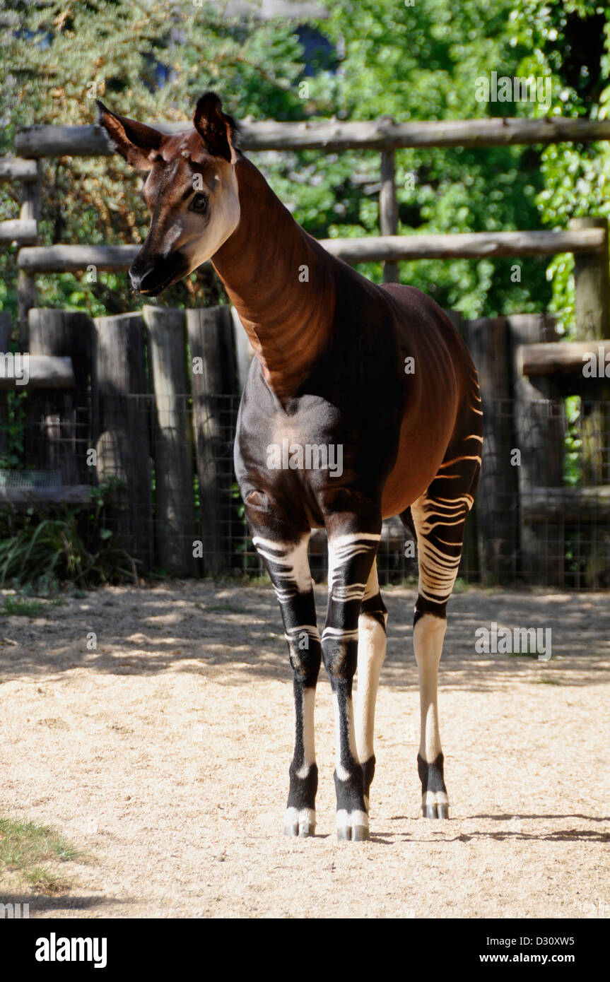 Okapi (Okapia johnstoni Stock Photo - Alamy