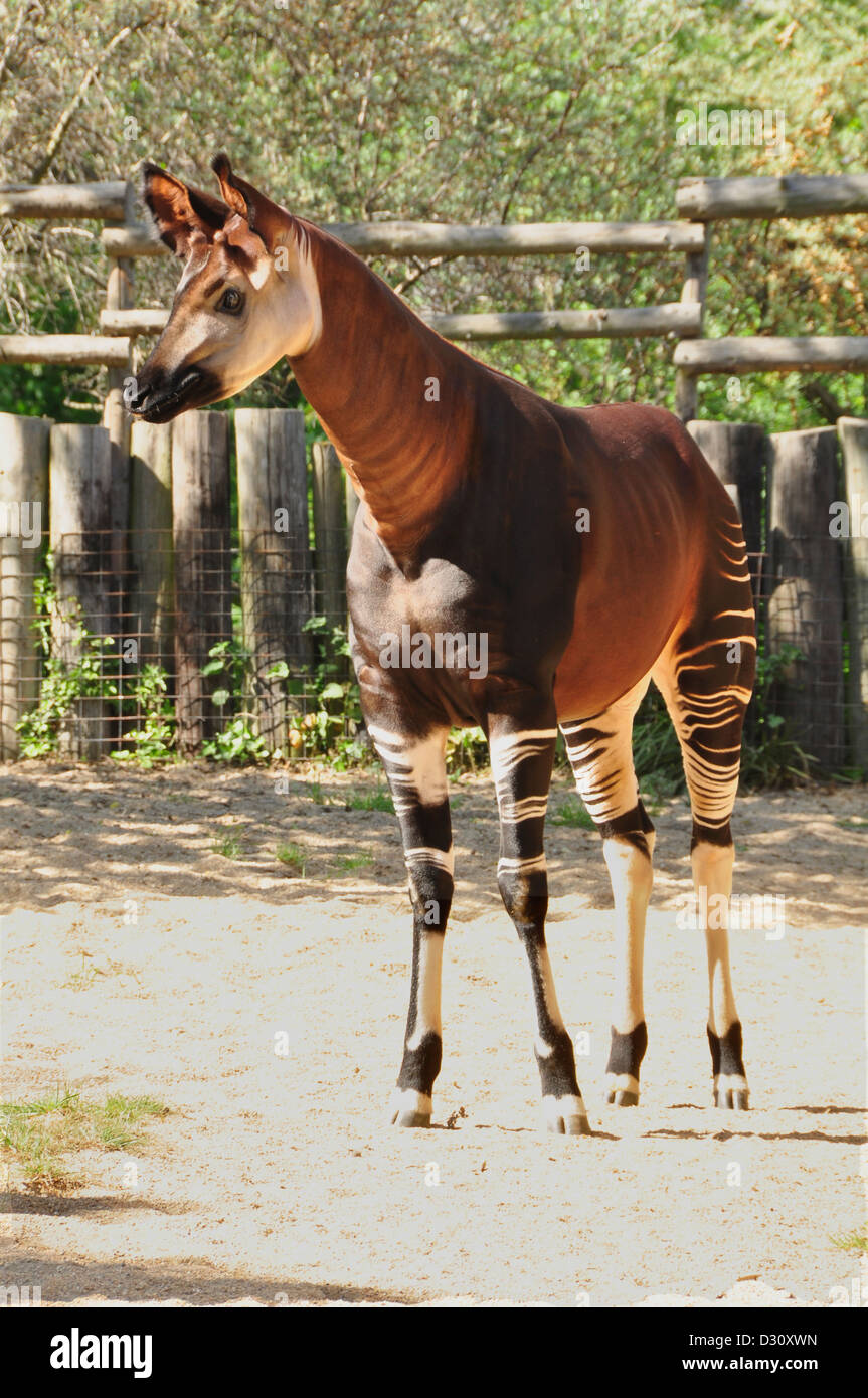Okapi (Okapia johnstoni Stock Photo - Alamy