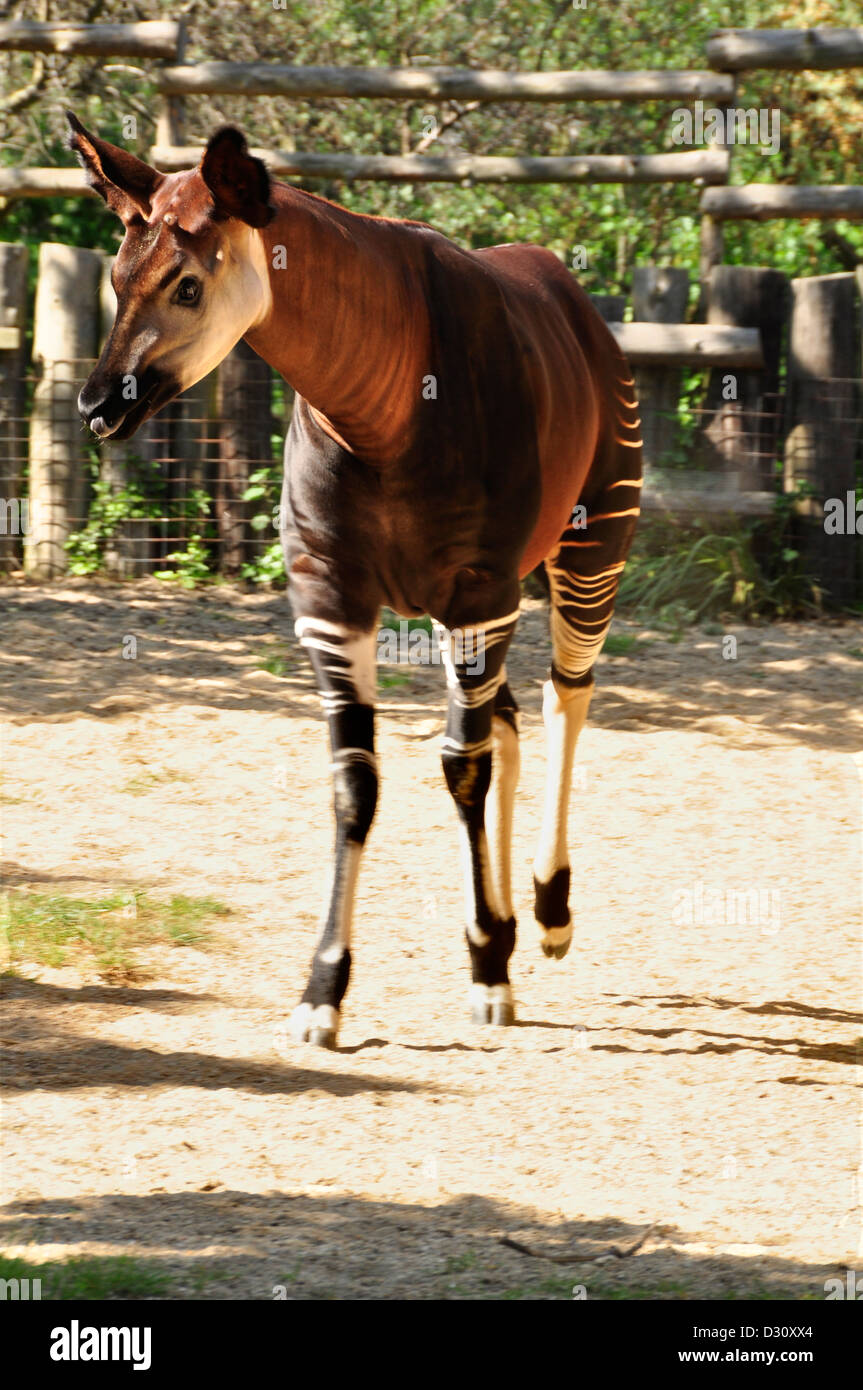 Okapi with stripes hi-res stock photography and images - Alamy