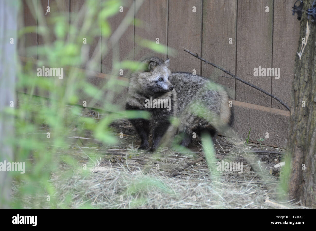 Nyctereutes procyonoides viverrinus hi-res stock photography and images ...