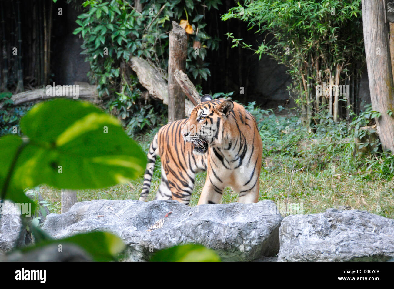Tiger asian hi-res stock photography and images - Alamy