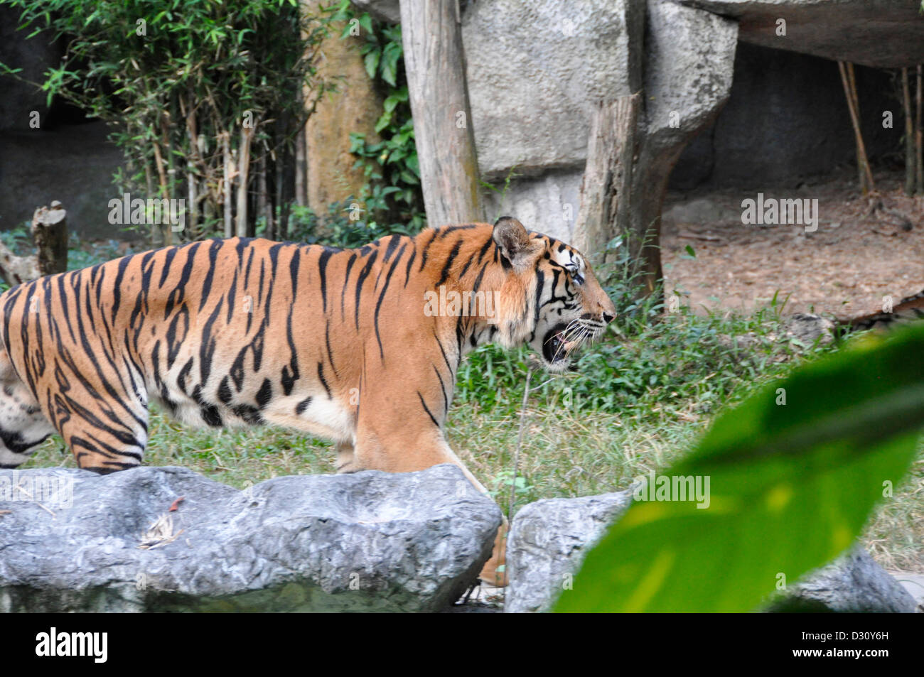 Tiger asian hi-res stock photography and images - Alamy