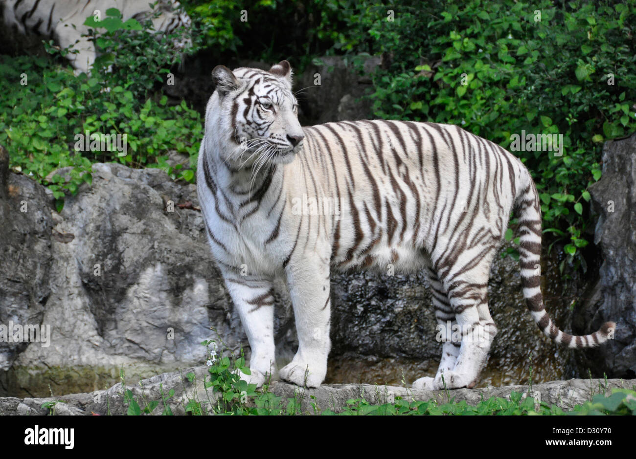 Tiger asian hi-res stock photography and images - Alamy