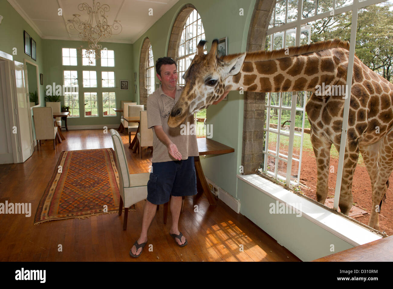 Guest feeding a giraffe through the window of Giraffe Manor, AFEW ...
