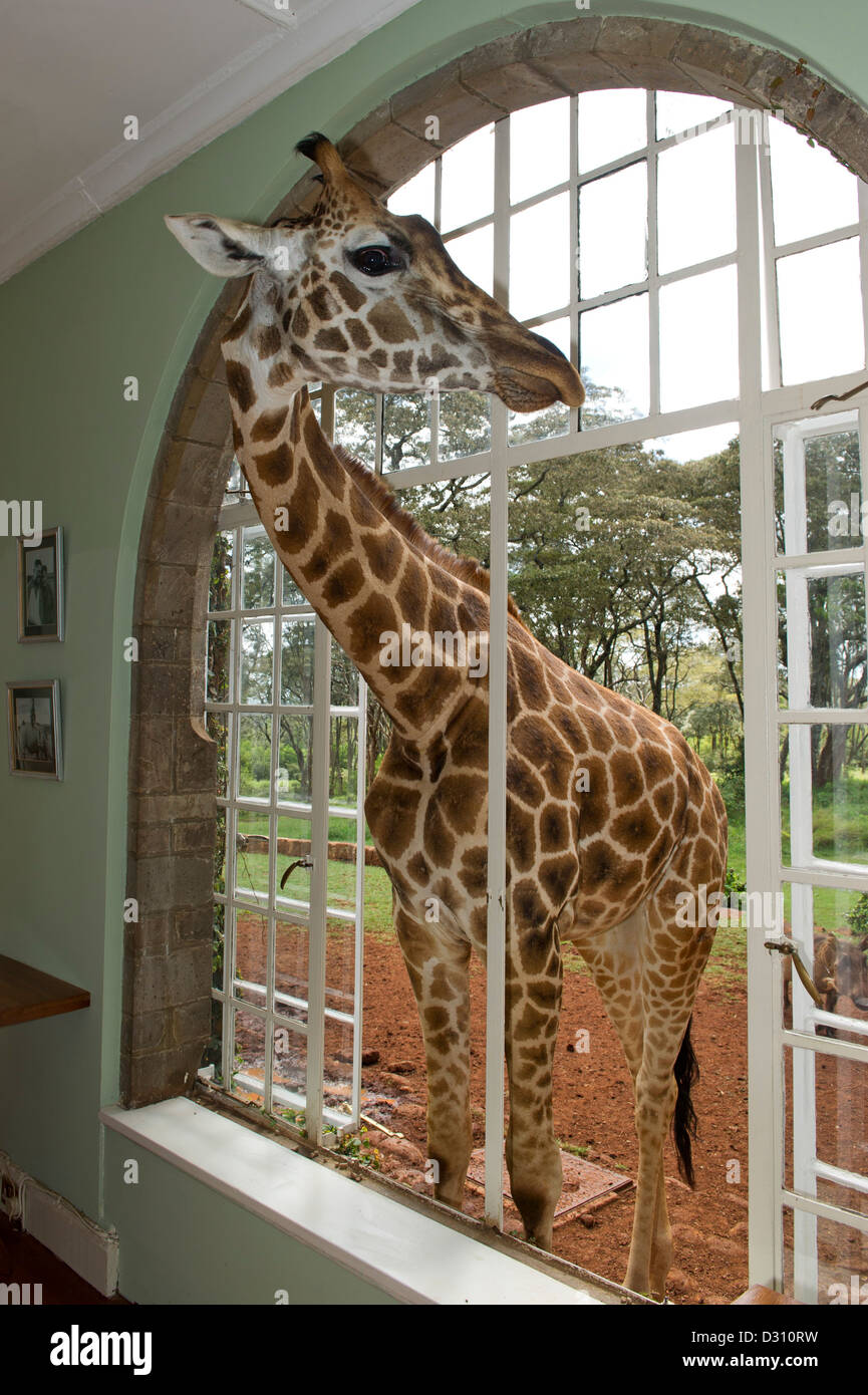 Giraffe peeping inside Giraffe Manor, AFEW Giraffe Centre, Nairobi ...