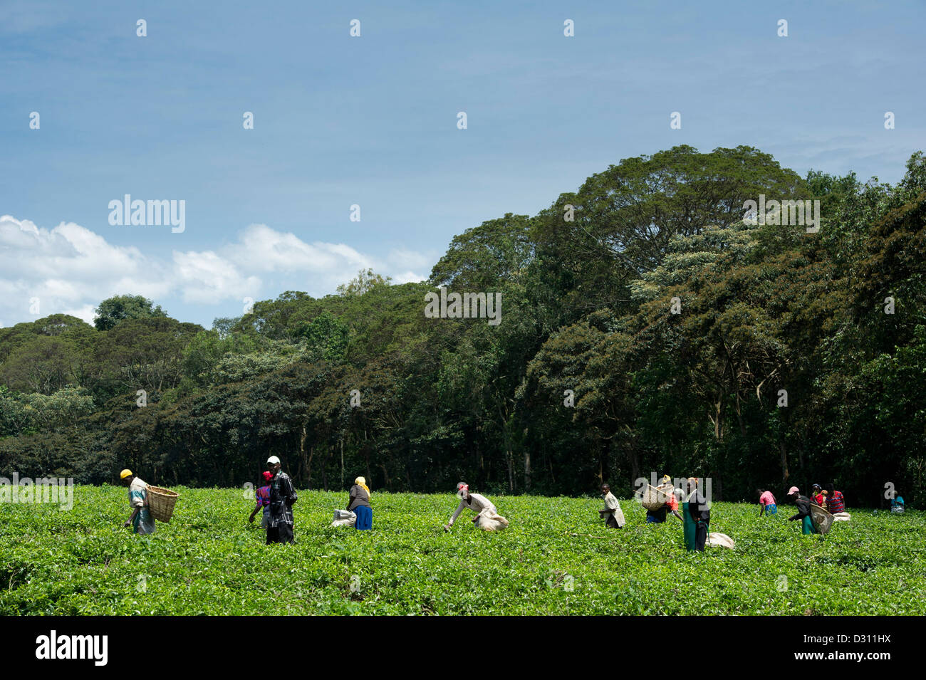 Crop pickers hi-res stock photography and images - Alamy