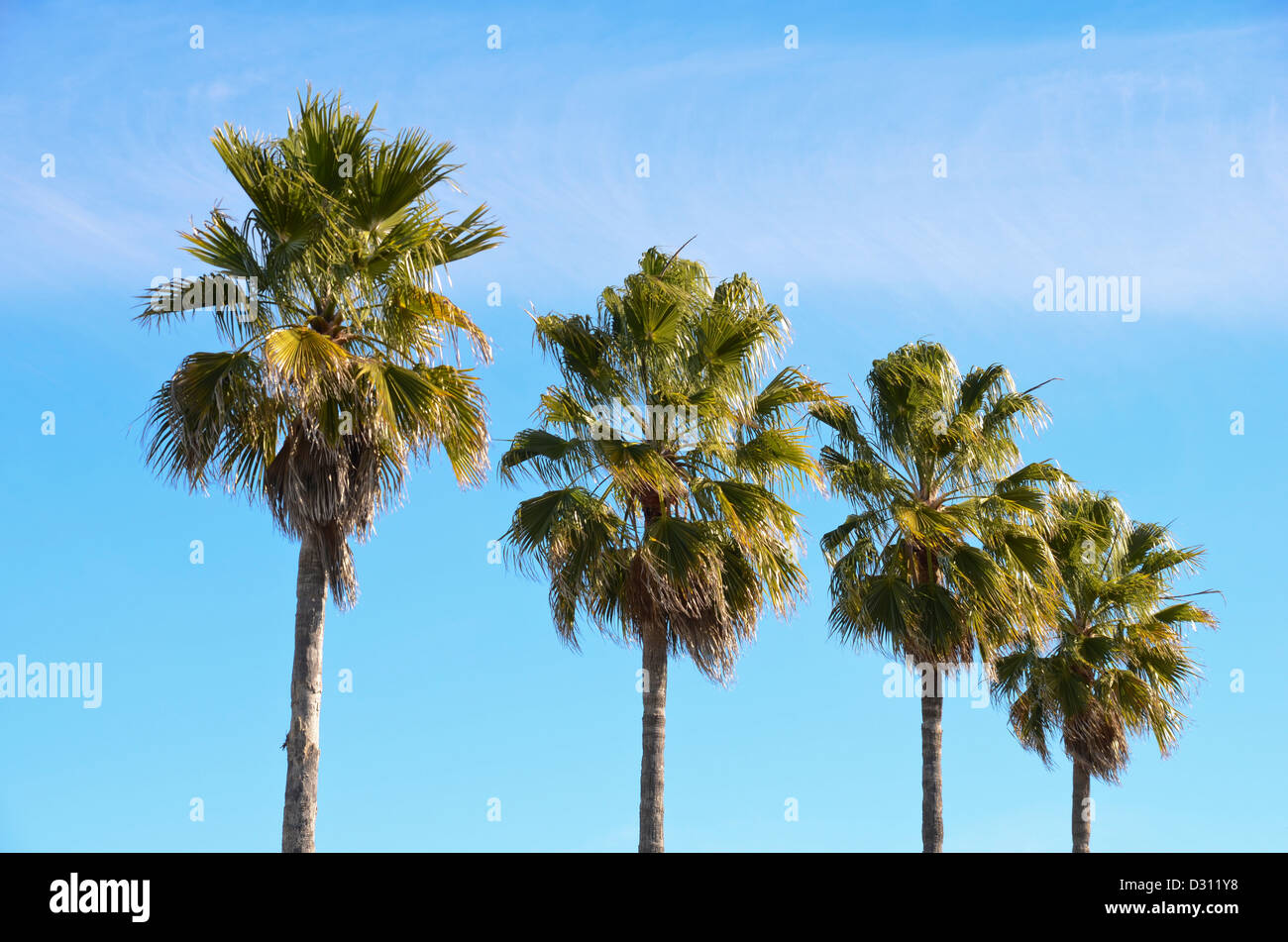 Four palm trees against a blue sky Stock Photo - Alamy