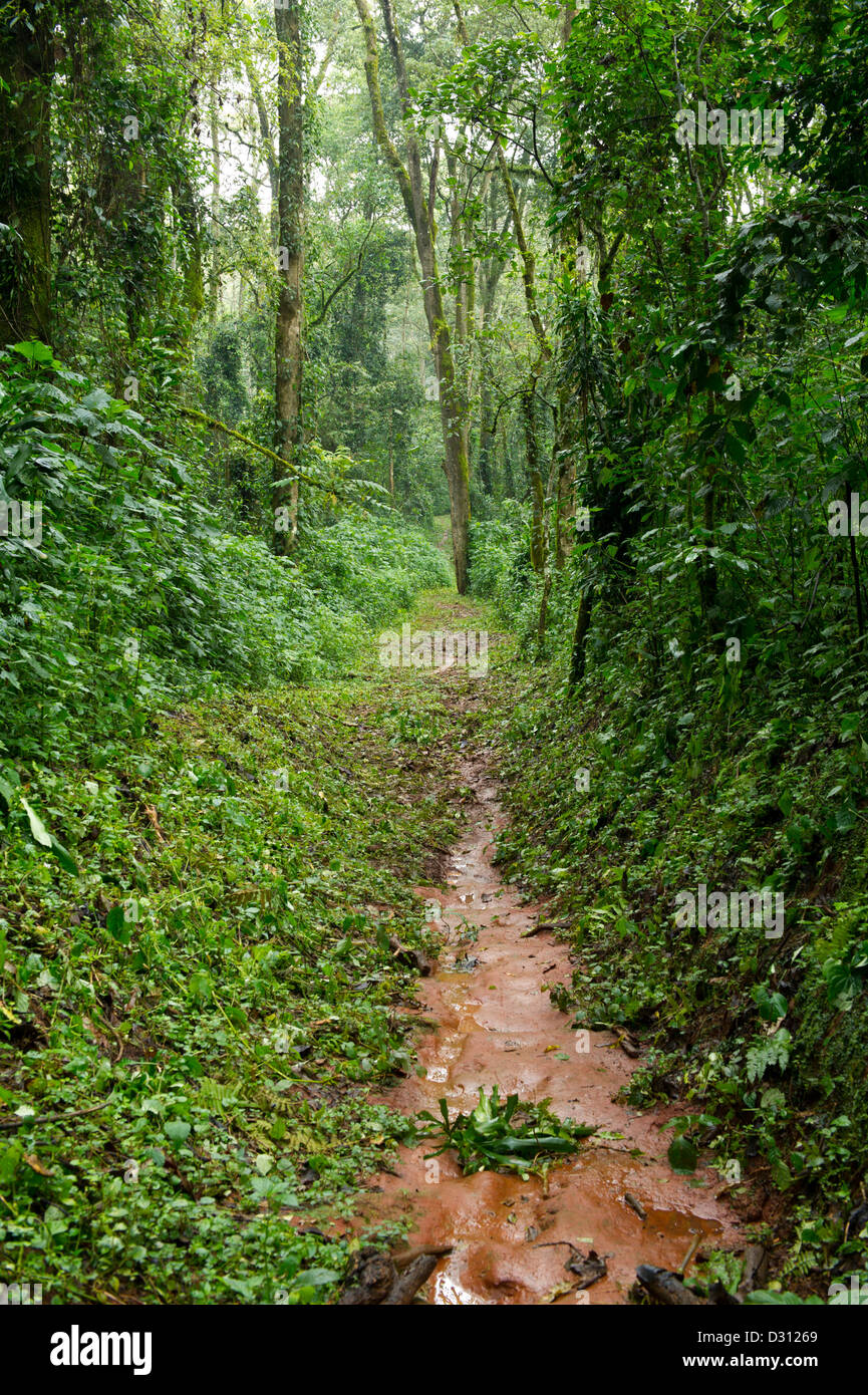 Forest path, Kakamega Forest National Reserve, Kenya Stock Photo - Alamy
