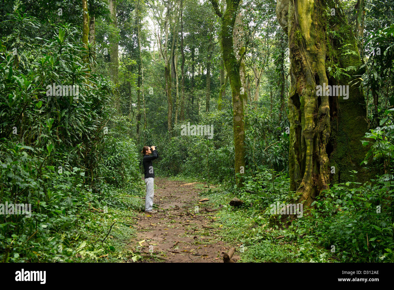 Kakamega forest kenya hi-res stock photography and images - Alamy