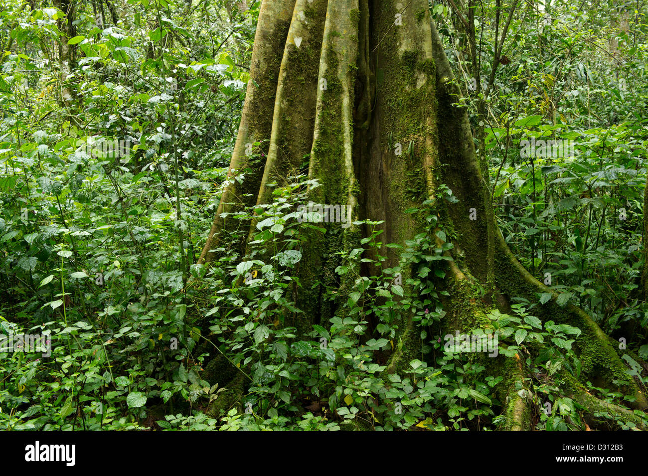 Fig tree, Kakamega Forest National Reserve, Kenya Stock Photo - Alamy
