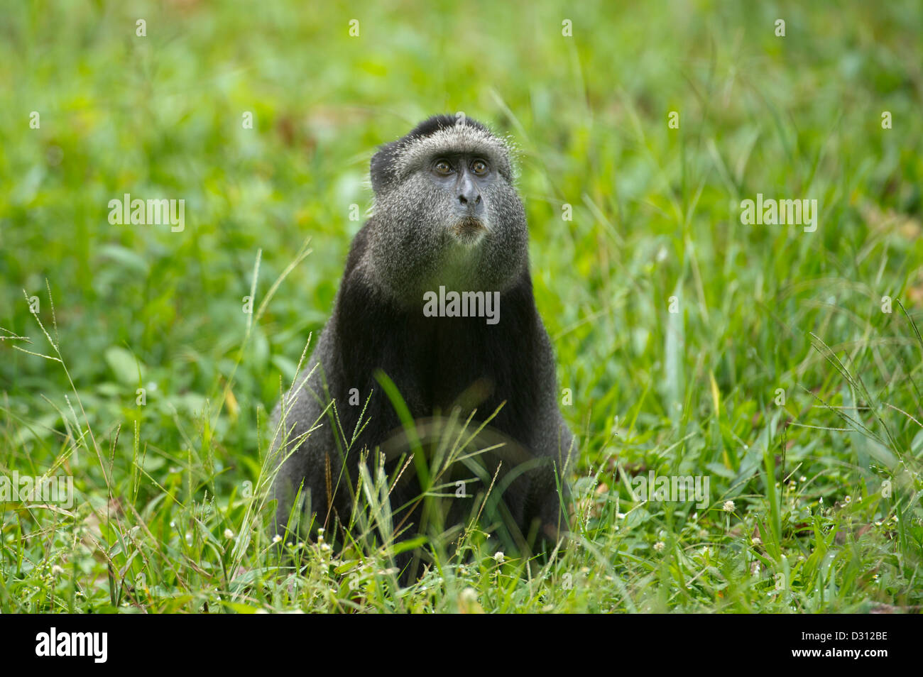 blue monkey (Cercopithecus mitis), Kakamega Forest National Reserve ...