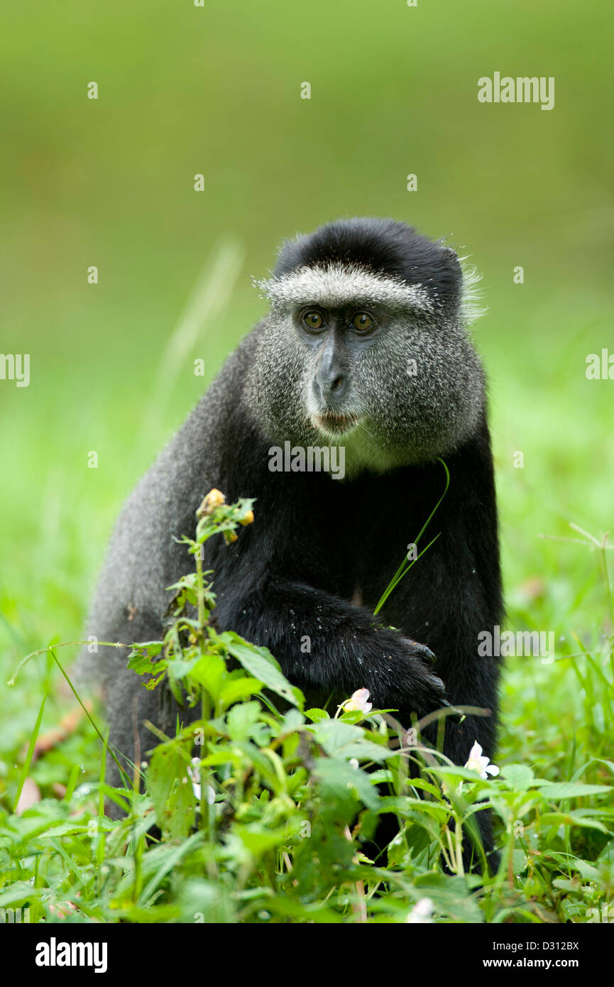 blue monkey (Cercopithecus mitis), Kakamega Forest National Reserve ...