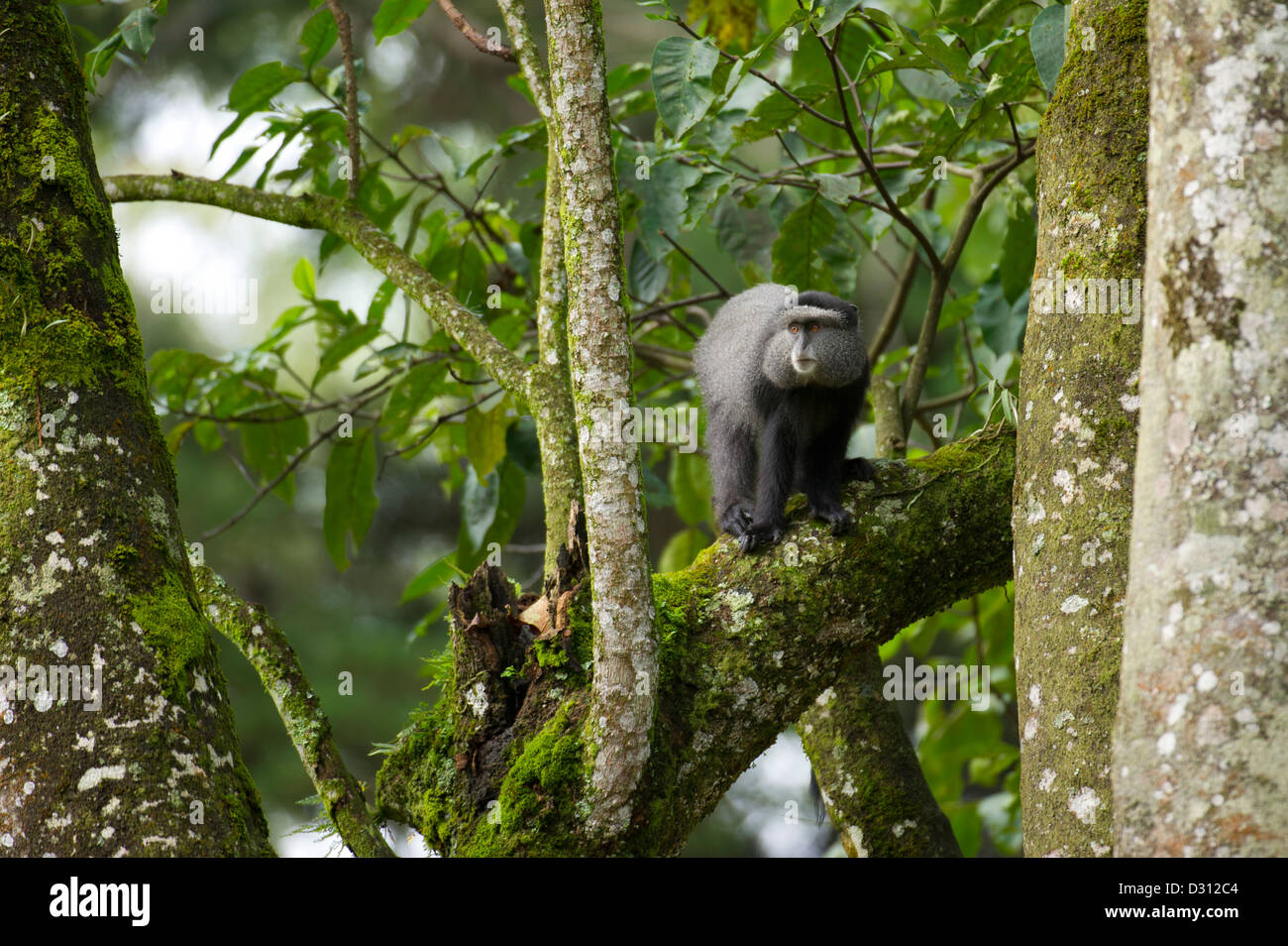 blue monkey (Cercopithecus mitis), Kakamega Forest National Reserve ...