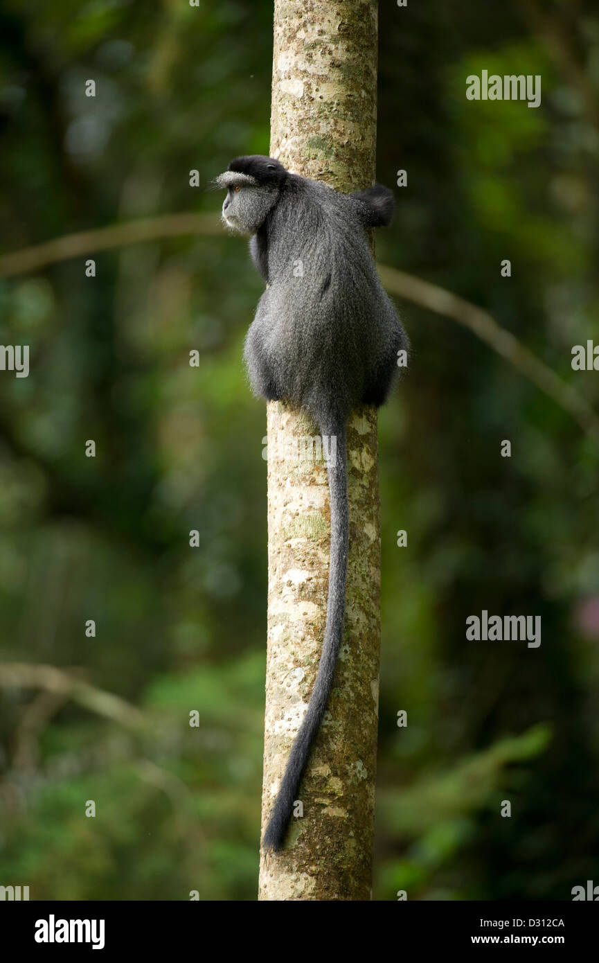 blue monkey (Cercopithecus mitis), Kakamega Forest National Reserve ...