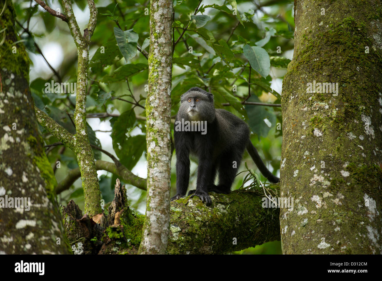 blue monkey (Cercopithecus mitis), Kakamega Forest National Reserve ...