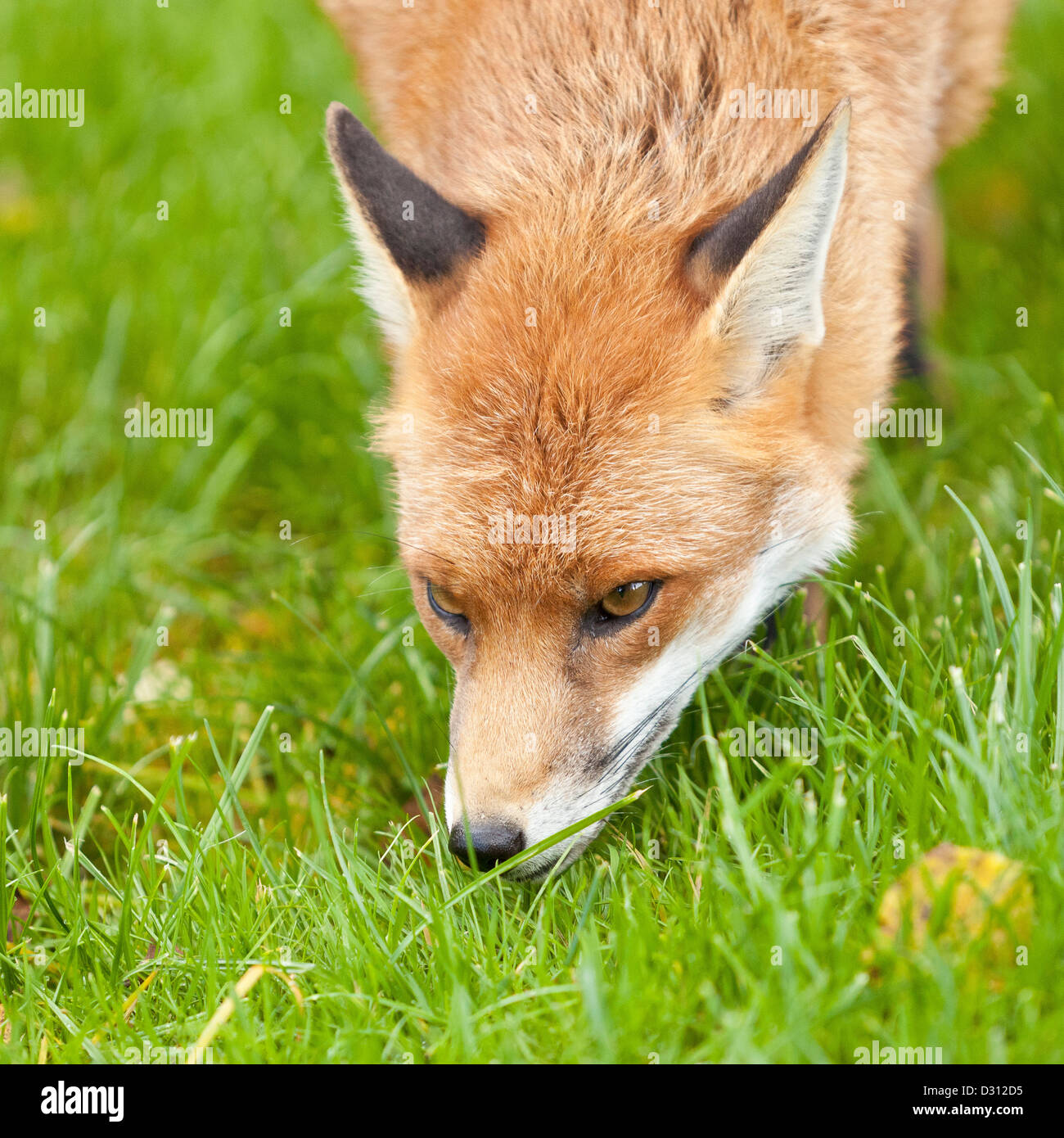 A Red Fox at the British Wildlife Centre in Surrey, England Stock Photo ...