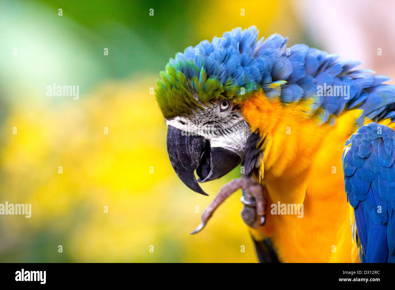 Colorful Macaw Parrot Stock Photo - Alamy