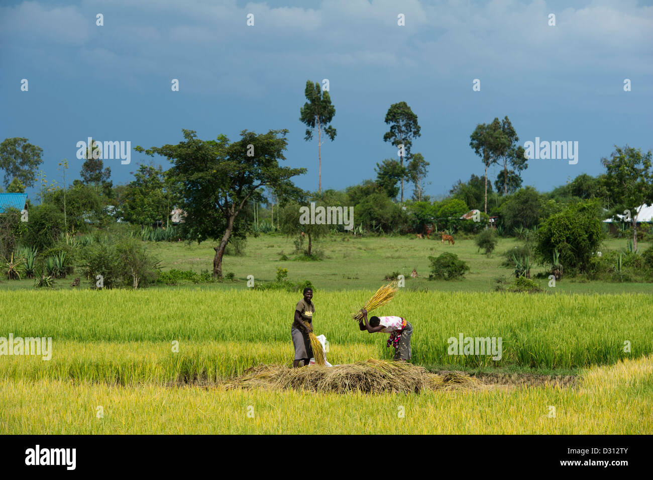 Harvesting rice paddies hi-res stock photography and images - Alamy